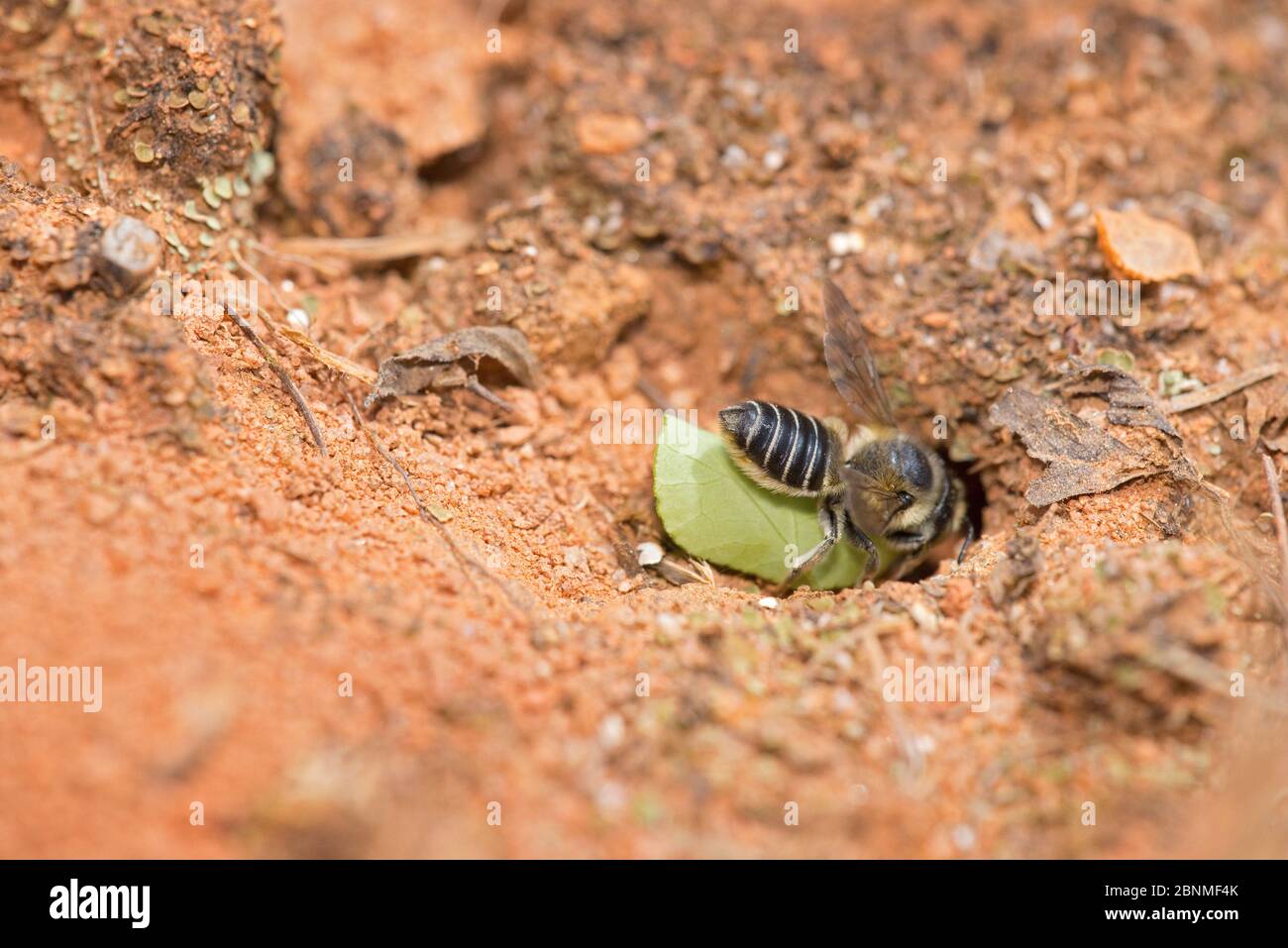 Leafcutter bee (Megachile) female returning to her nest with a small ...