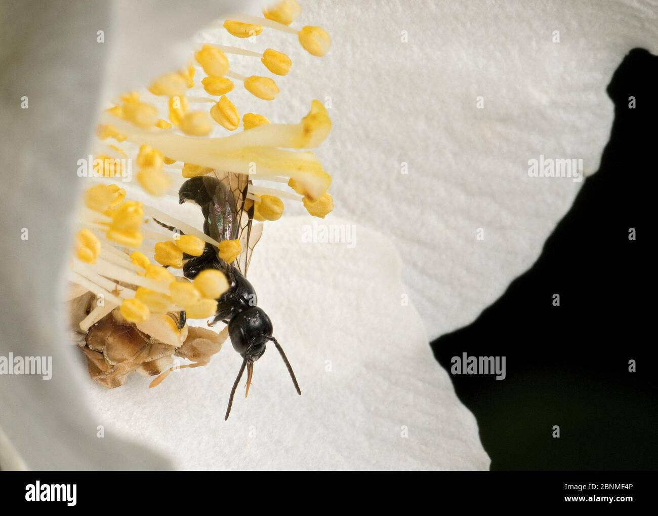 Chelostoma philadelphi hi-res stock photography and images - Alamy