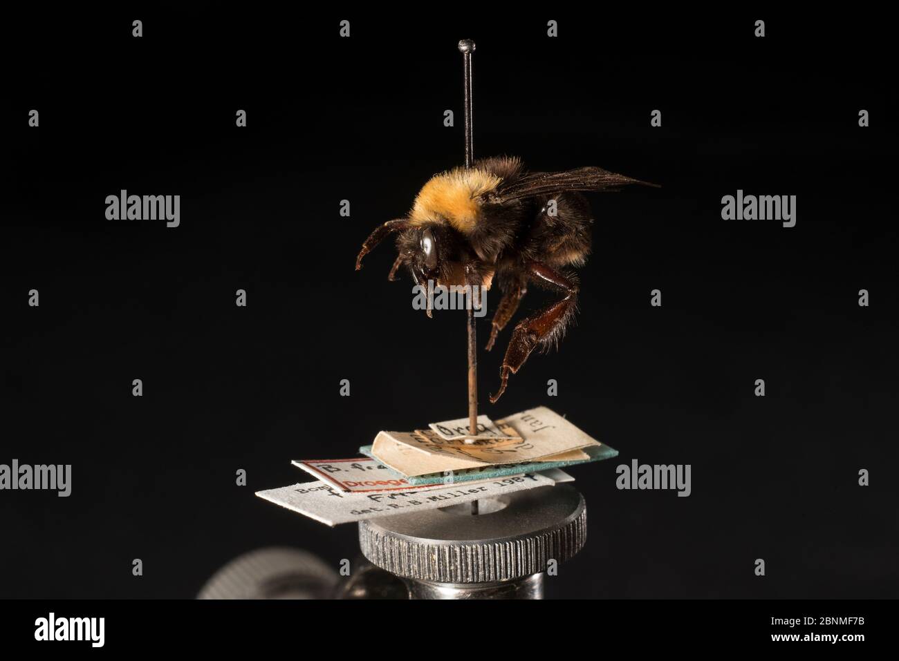 Franklin's bumblebee (Bombus franklini), photographed at the ...