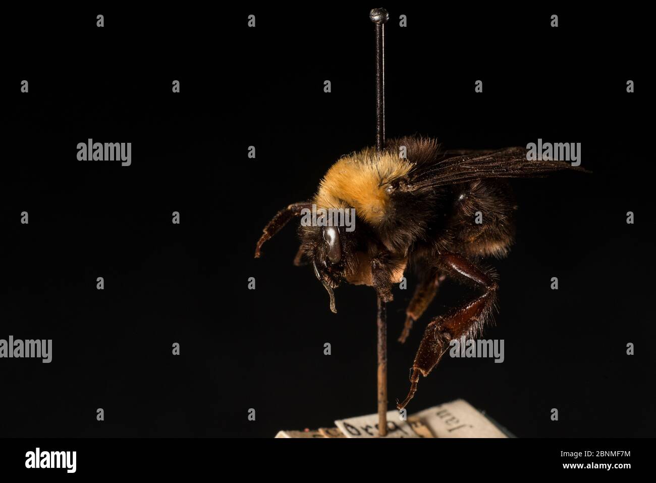 Franklin's bumblebee (Bombus franklini), photographed at the ...