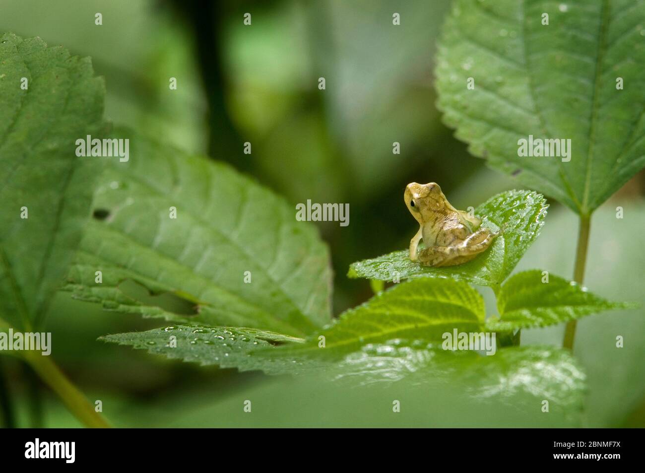 Peeper frog hi-res stock photography and images - Alamy