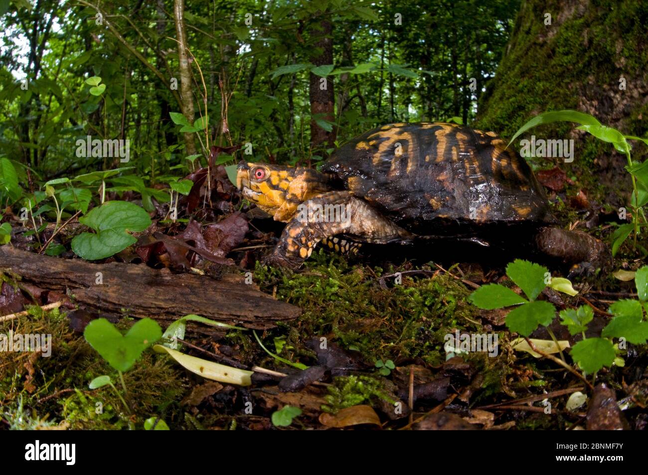 Mexican box turtle hi-res stock photography and images - Alamy