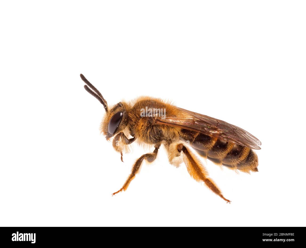 Andrena sp hi-res stock photography and images - Alamy