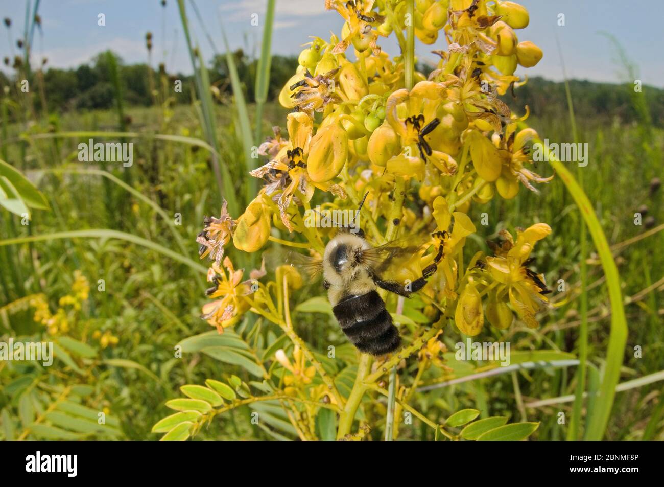 Common eastern bumblebee (Bombus impatiens), Piedmont Prairie habitat ...