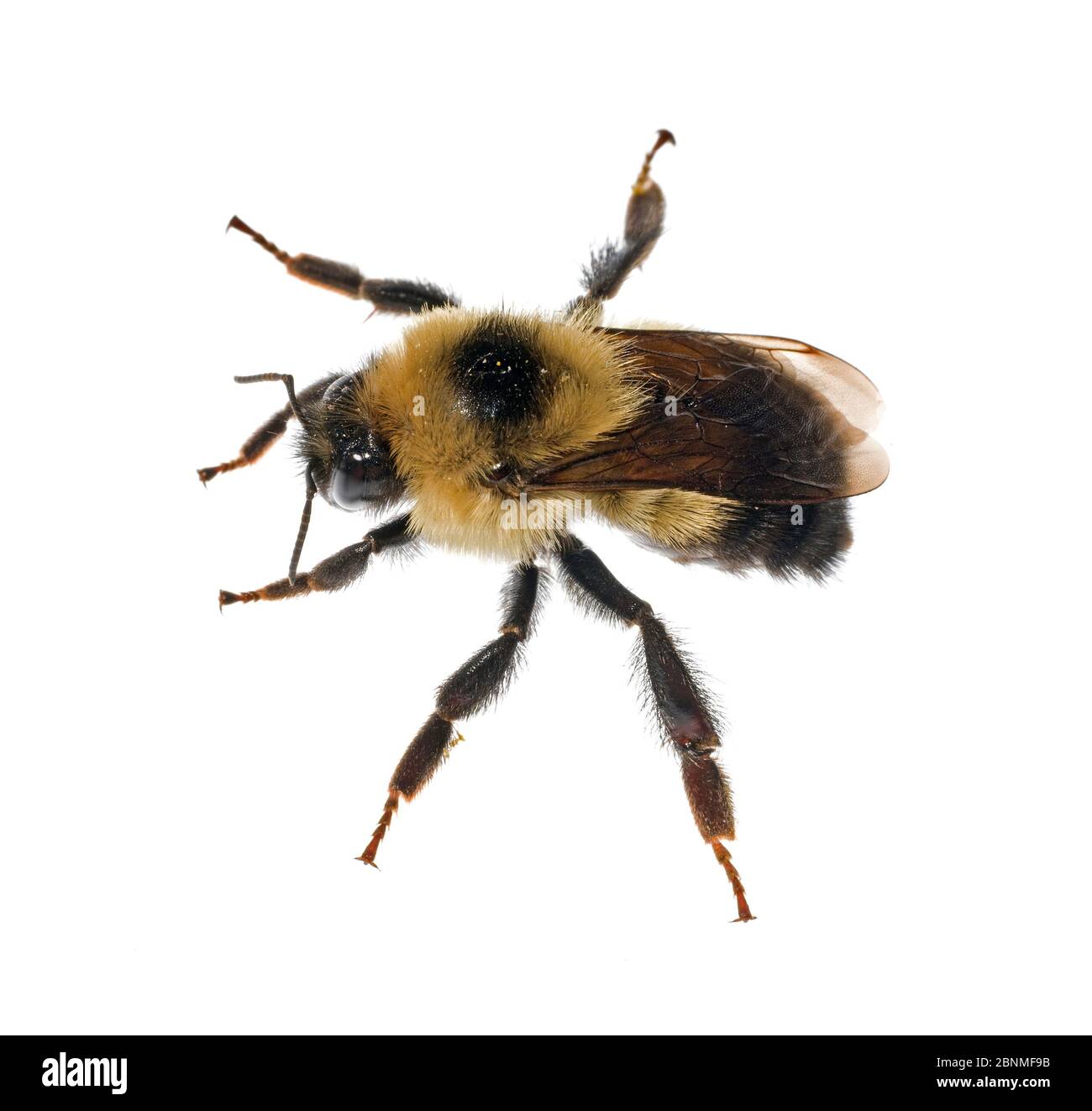 Black bumblebee hi-res stock photography and images - Alamy