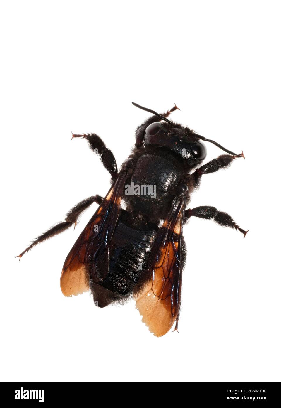 Carpenter mimic leafcutter bee (Megachile xylocopoides) South Carolina ...