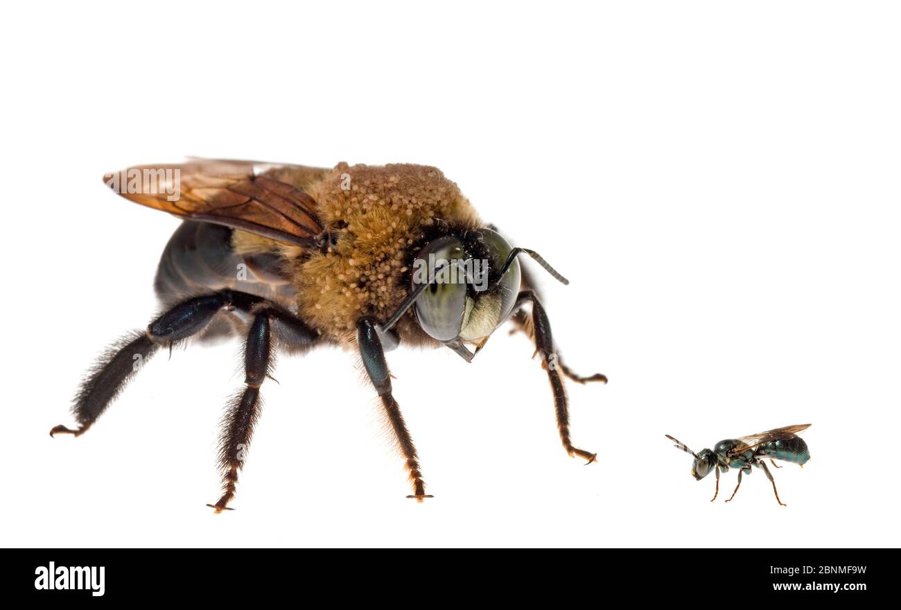 Carpenter bee (Xylocopa virginica) next to a Small carpenter bee ...