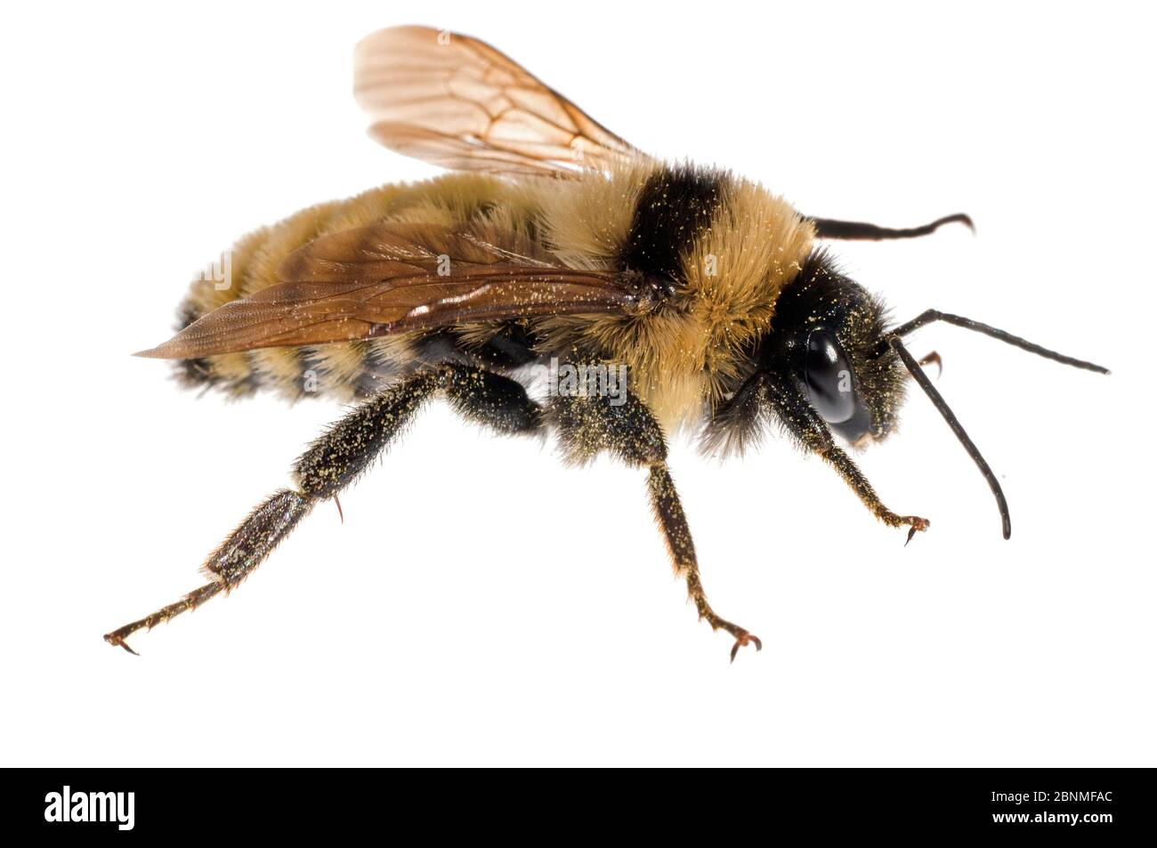 Golden northern bumblebee Cut Out Stock Images & Pictures - Alamy