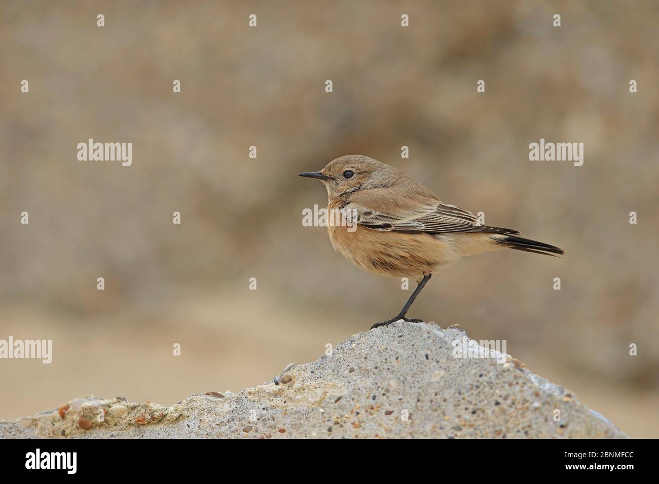 Desert wheatear (Oenanthe deserti) profile, Norfolk, UK Stock Photo - Alamy