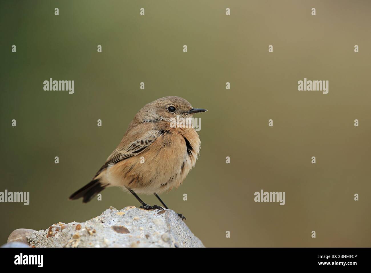 Desert wheatear (Oenanthe deserti) profile, Norfolk, UK Stock Photo - Alamy