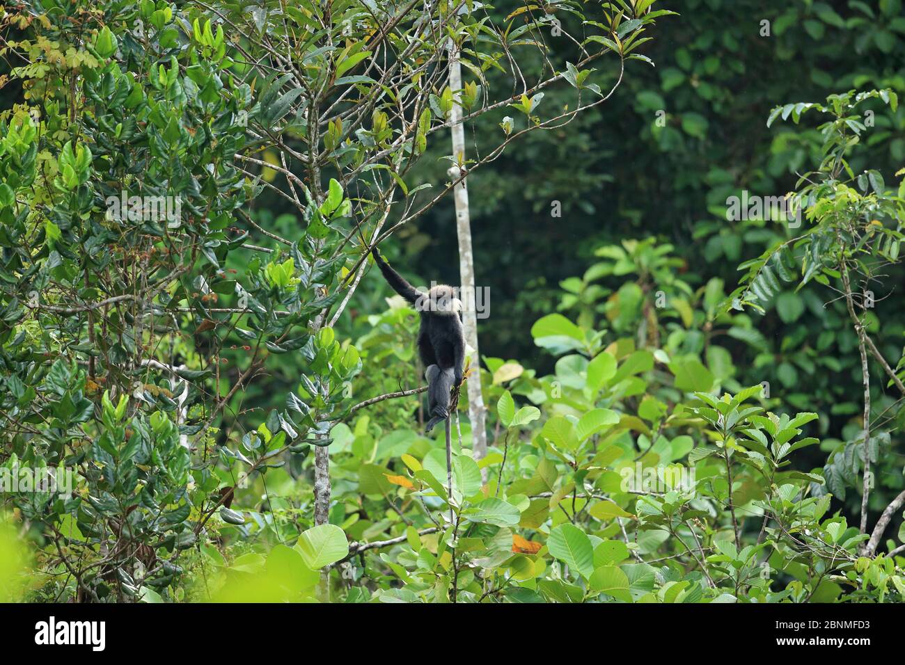 Trachypithecus senex hi-res stock photography and images - Alamy