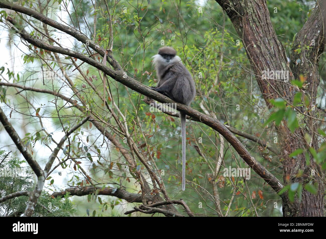 Purple-faced langur (Trachypithecus vetulus) in tree, Sri Lanka Stock ...
