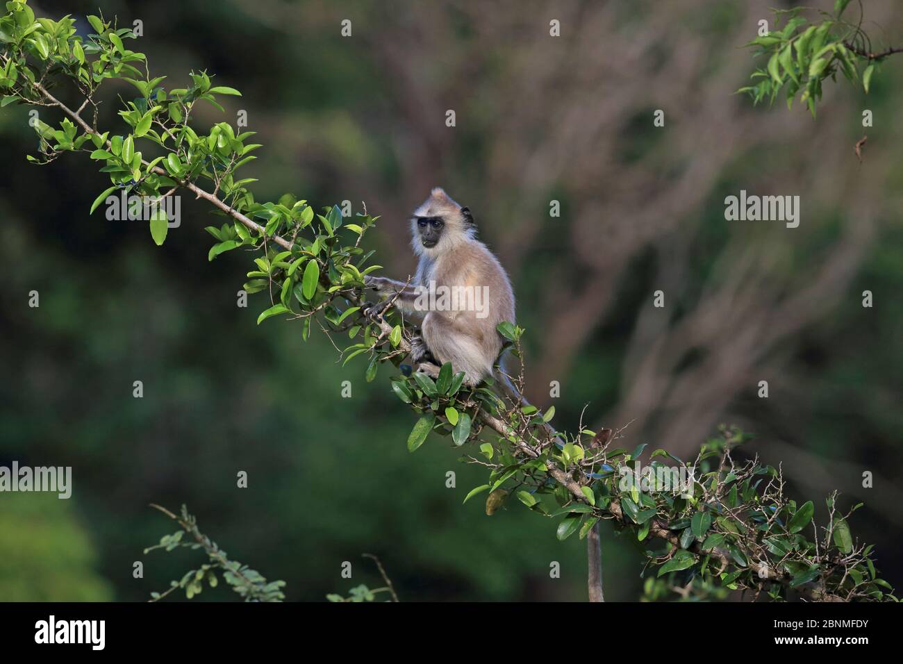 Semnopithecus entellus priam hi-res stock photography and images - Alamy
