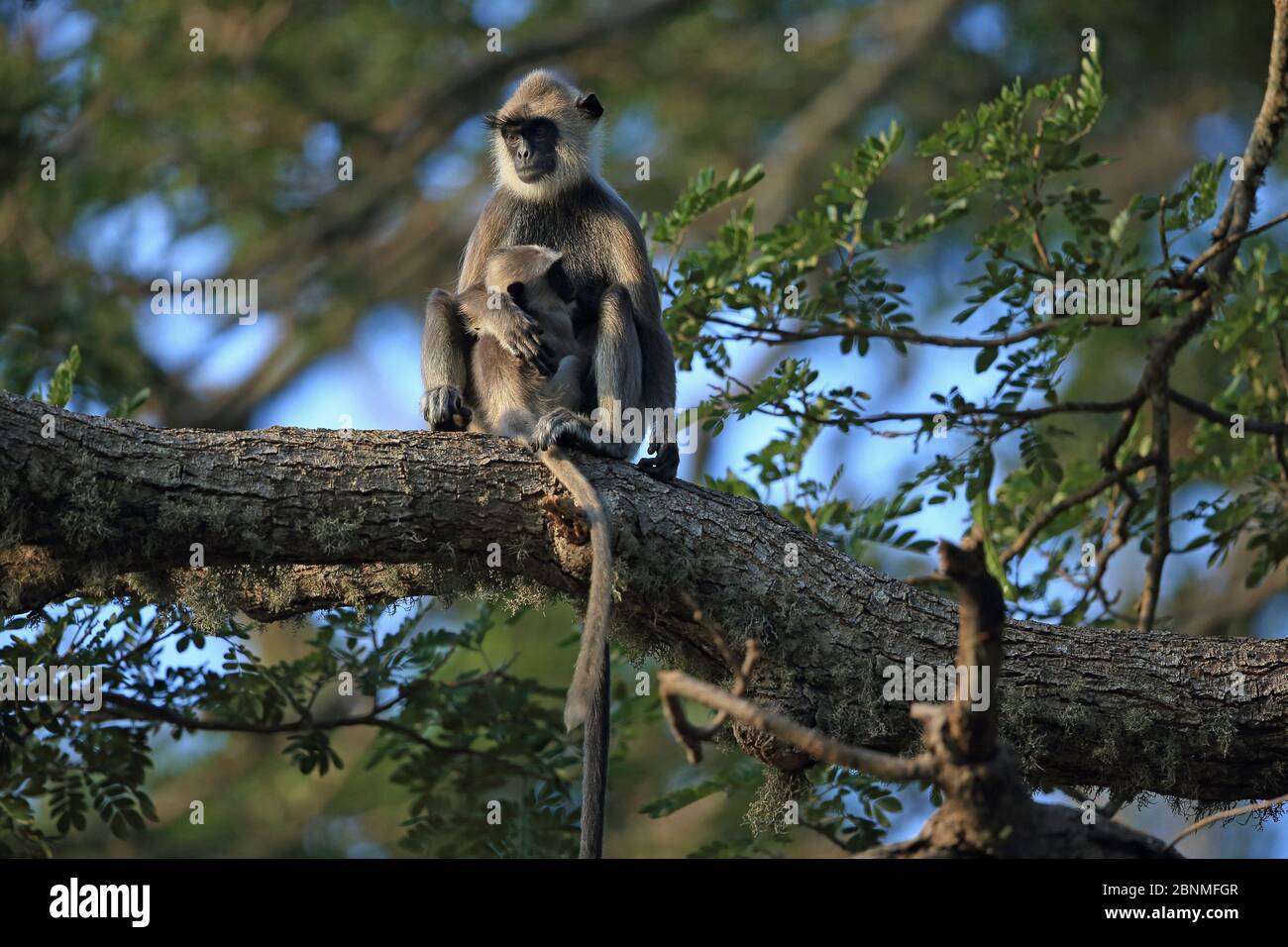 Tufted grey langur (Semnopithecus priam thersites) mother with infant ...