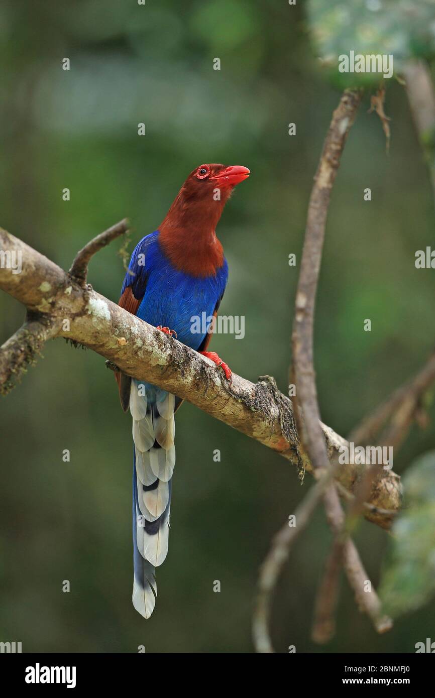 Pica ornata hi-res stock photography and images - Alamy