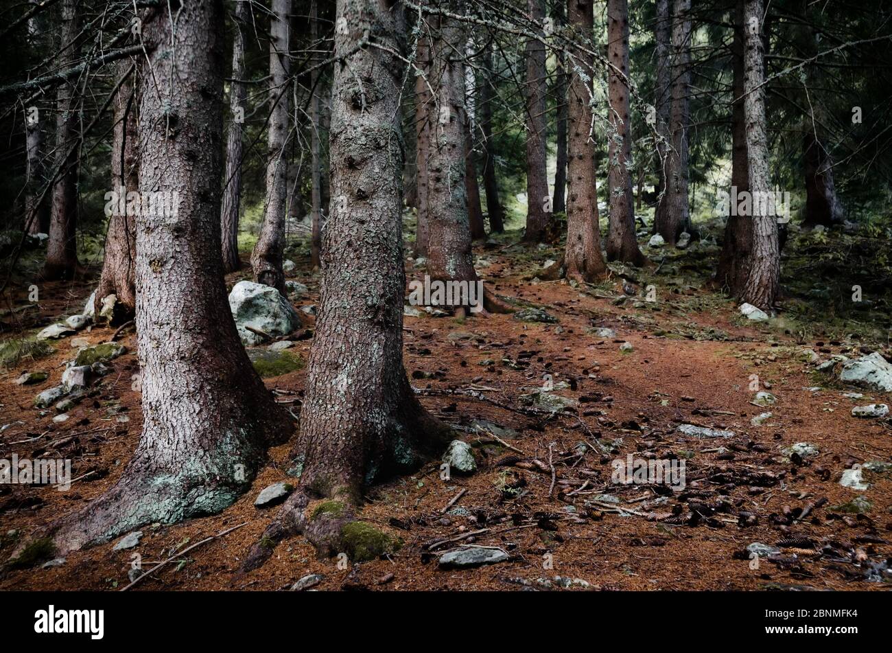 Path through an intricate wood of larch Stock Photo - Alamy