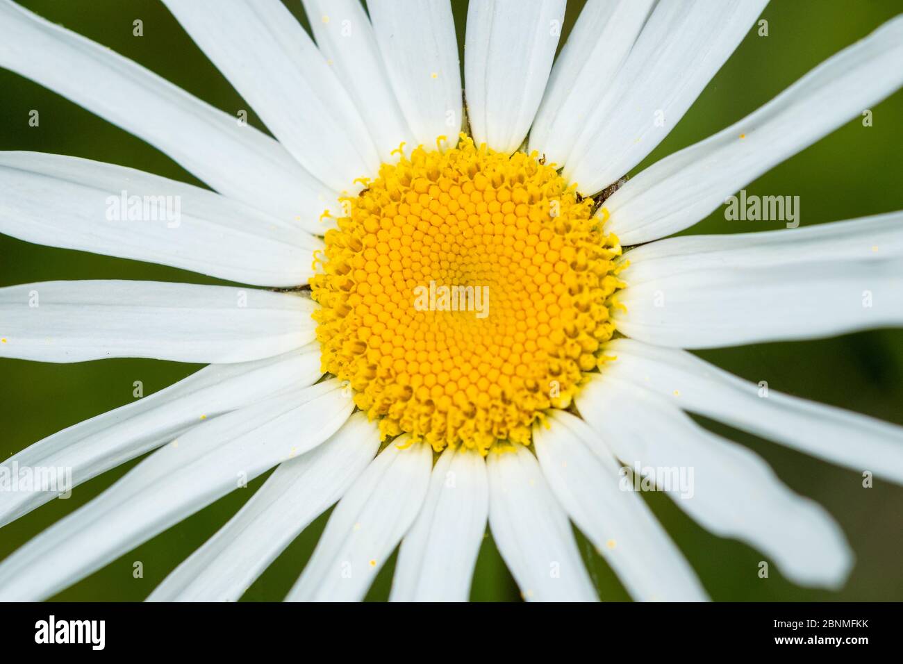 Close-up of an oxeye daisy wildflower (ox-eye daisy, Leucanthemum ...