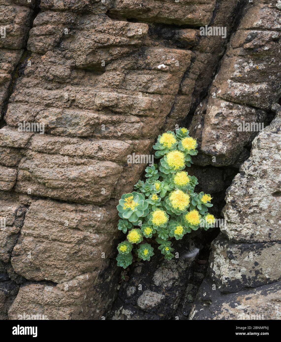 Roseroot (Rhodiola rosea) growing on cliffs, Lunga, Scotland, UK, May ...