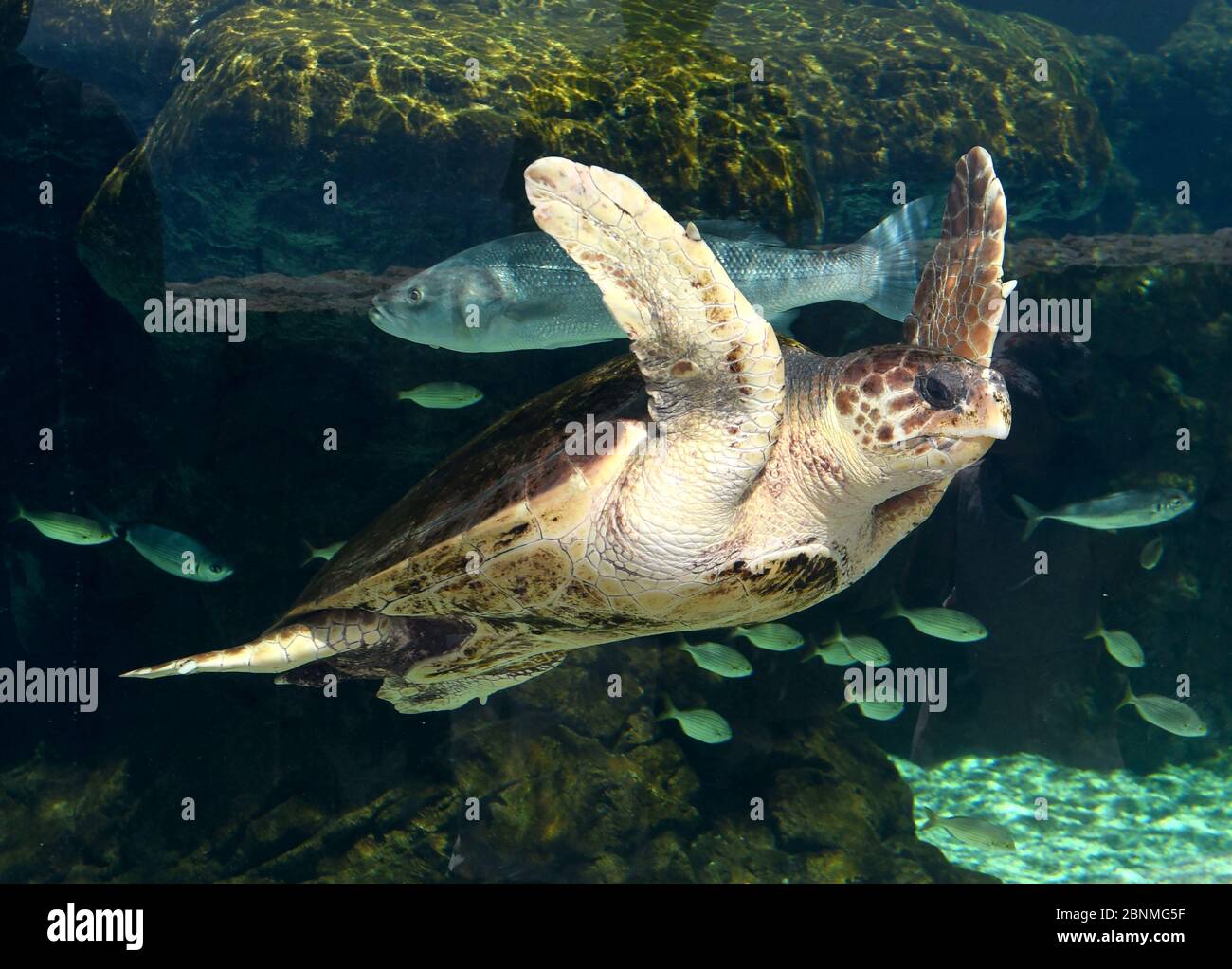 Sea turtle and fish in aquarium Stock Photo - Alamy
