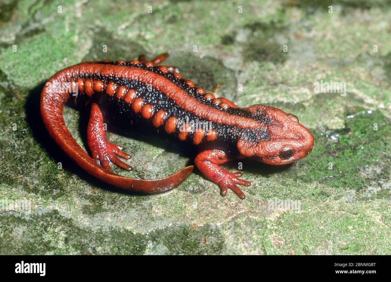 Mandarin newt (Tylototriton verrucosus) captive, occurs in Asia Stock ...