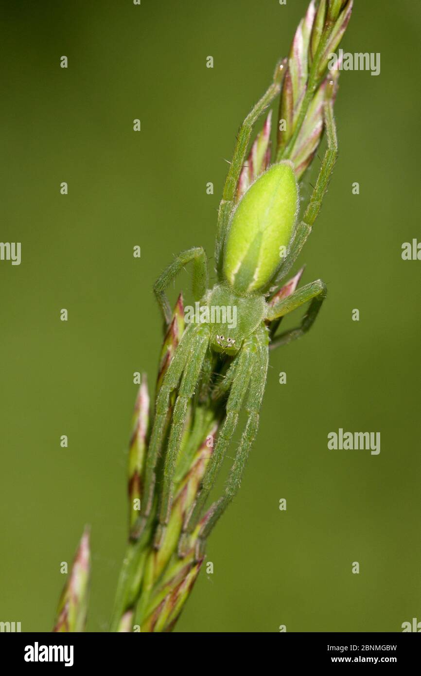 Green huntsman (Micrommata virescens), Durance river, France, May Stock ...