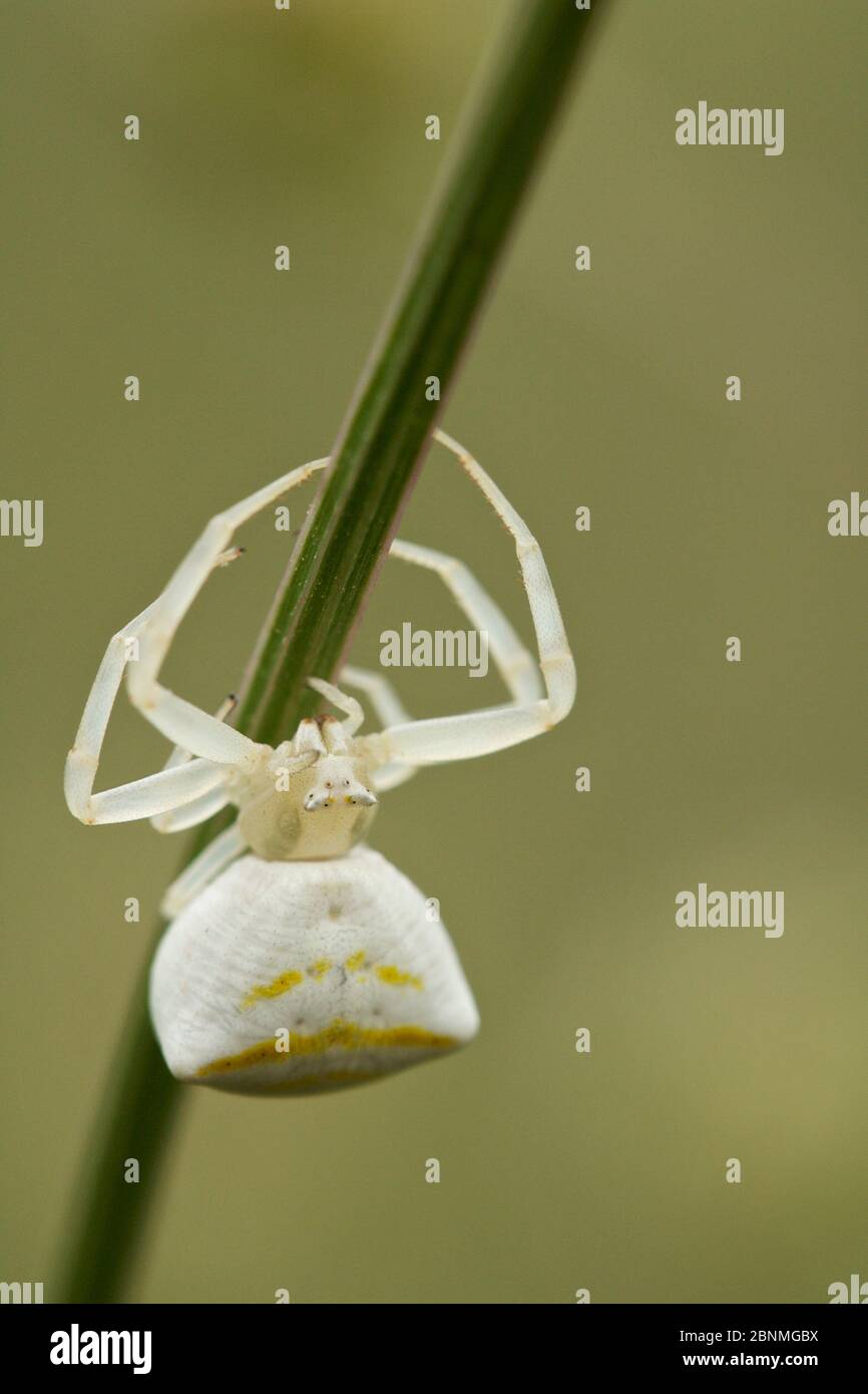 Thomisus diadema hi-res stock photography and images - Alamy