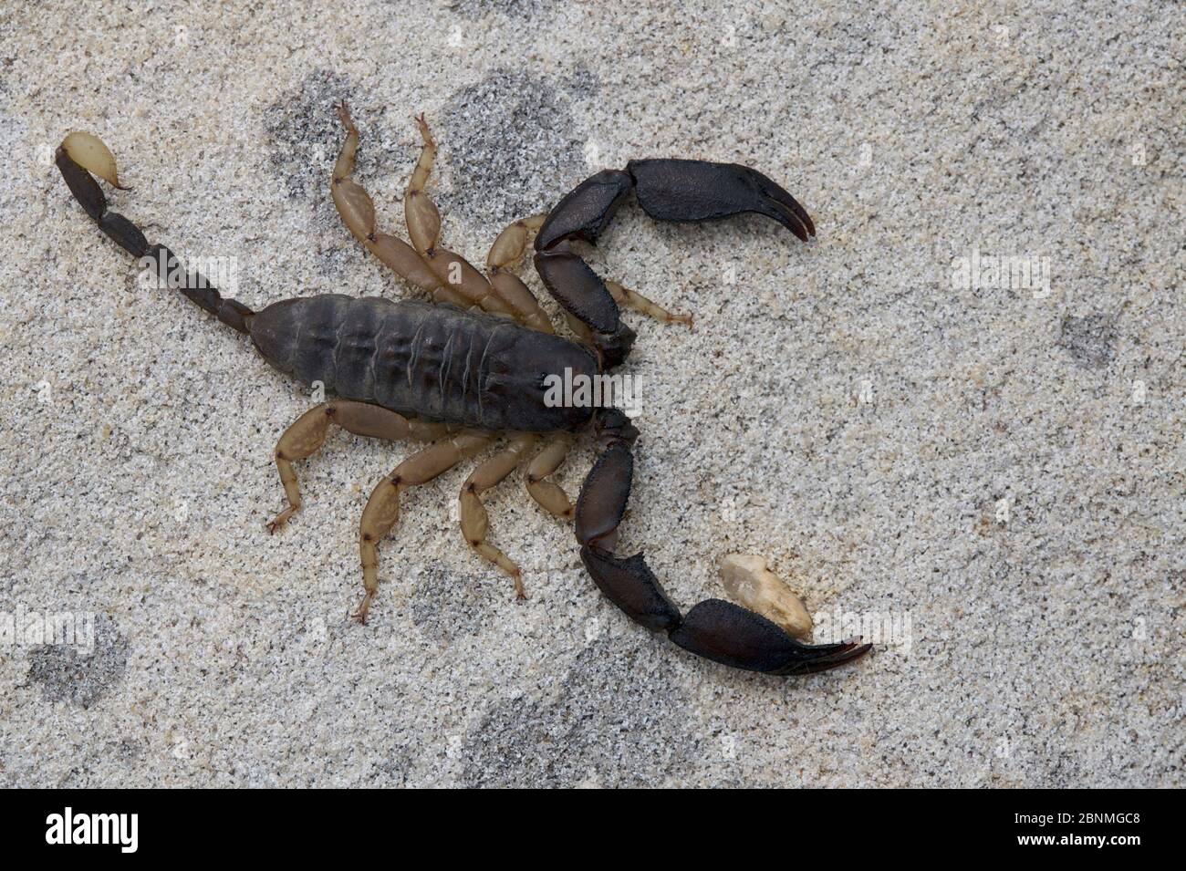 Scorpion (Opisthacanthus madagascariensis), Isalo National Park ...