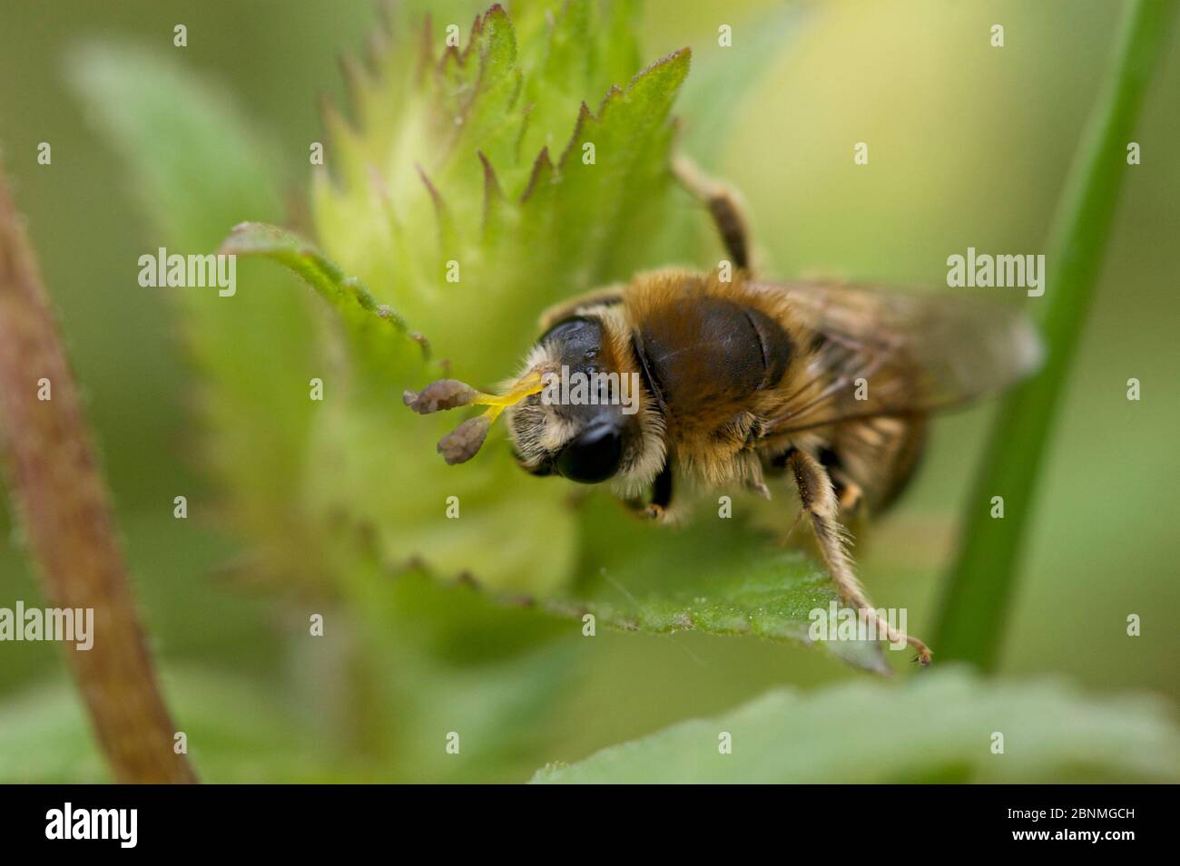 Bee (Andrena sp) carrying orchid pollinia, Corbieres, France, May Stock ...