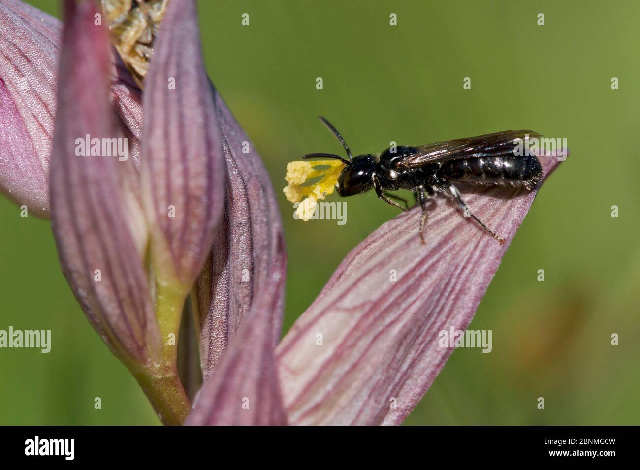 Blue carpenter bee (Ceratina cucurbitina) on Serapias (Serapias lingua ...