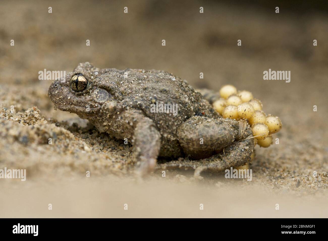 Midwife toad male (Alytes obstetricans) carrying his eggs, Pyrenees ...