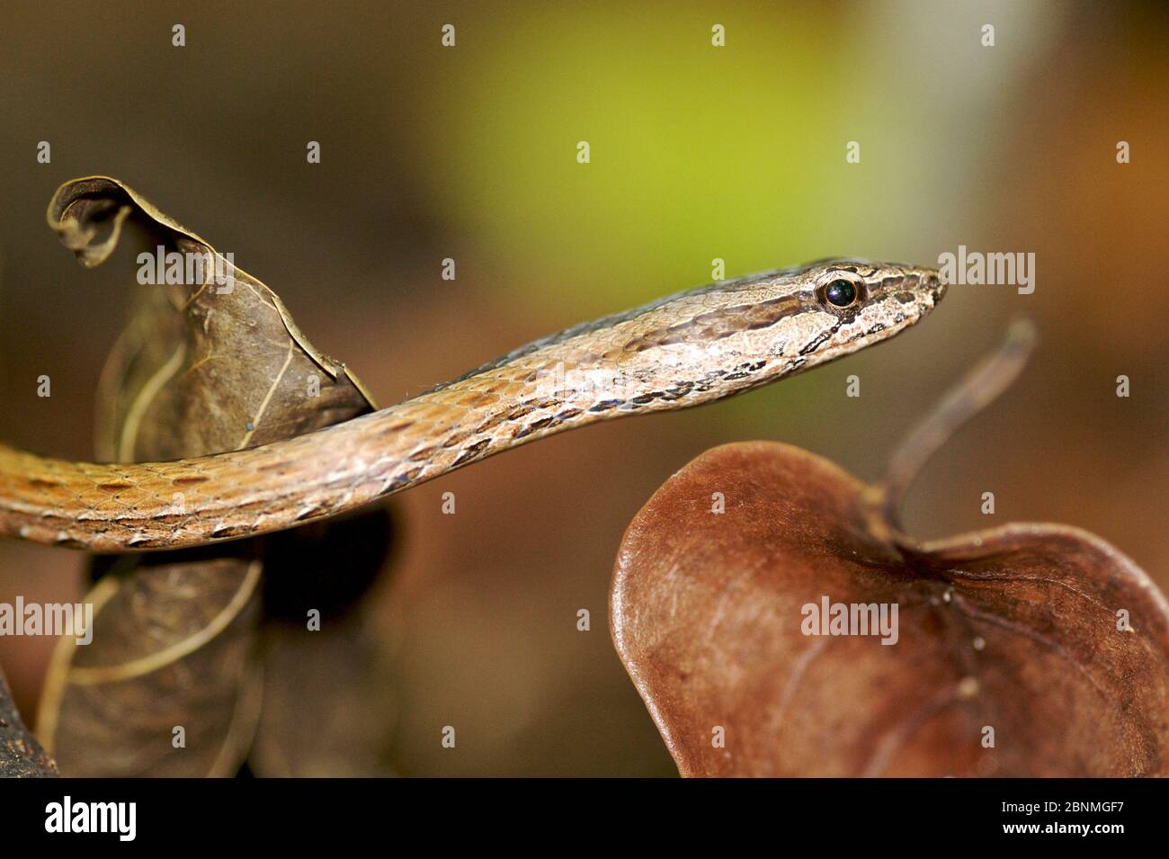 Colubrid snake (Mimophis mahfalensis) Ankarafantsika National Park ...