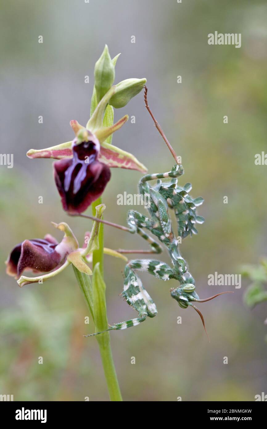 Praying orchid mantis hi-res stock photography and images - Alamy