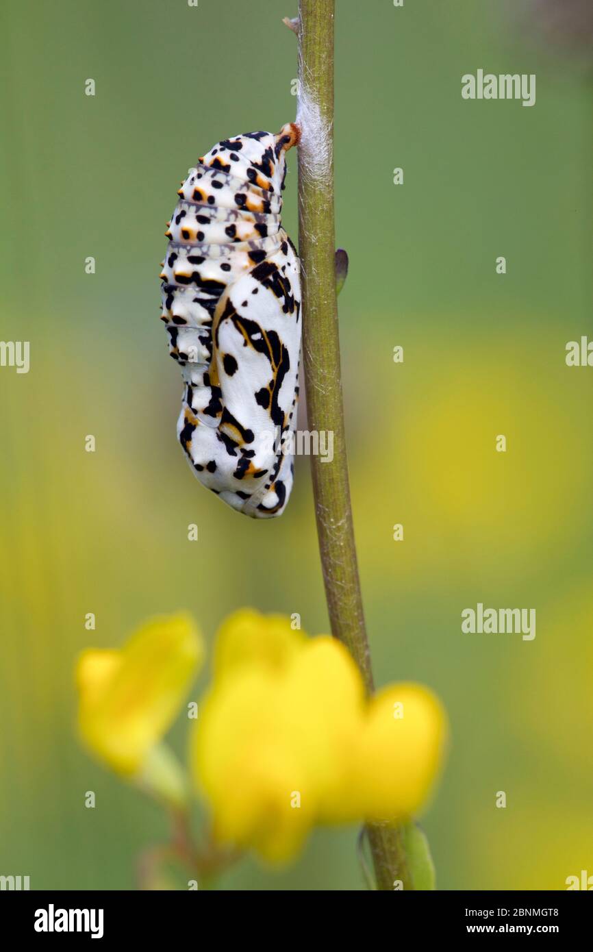Spotted fritillary butterfly (Melitaea didyma) chrysalis, Alpes ...