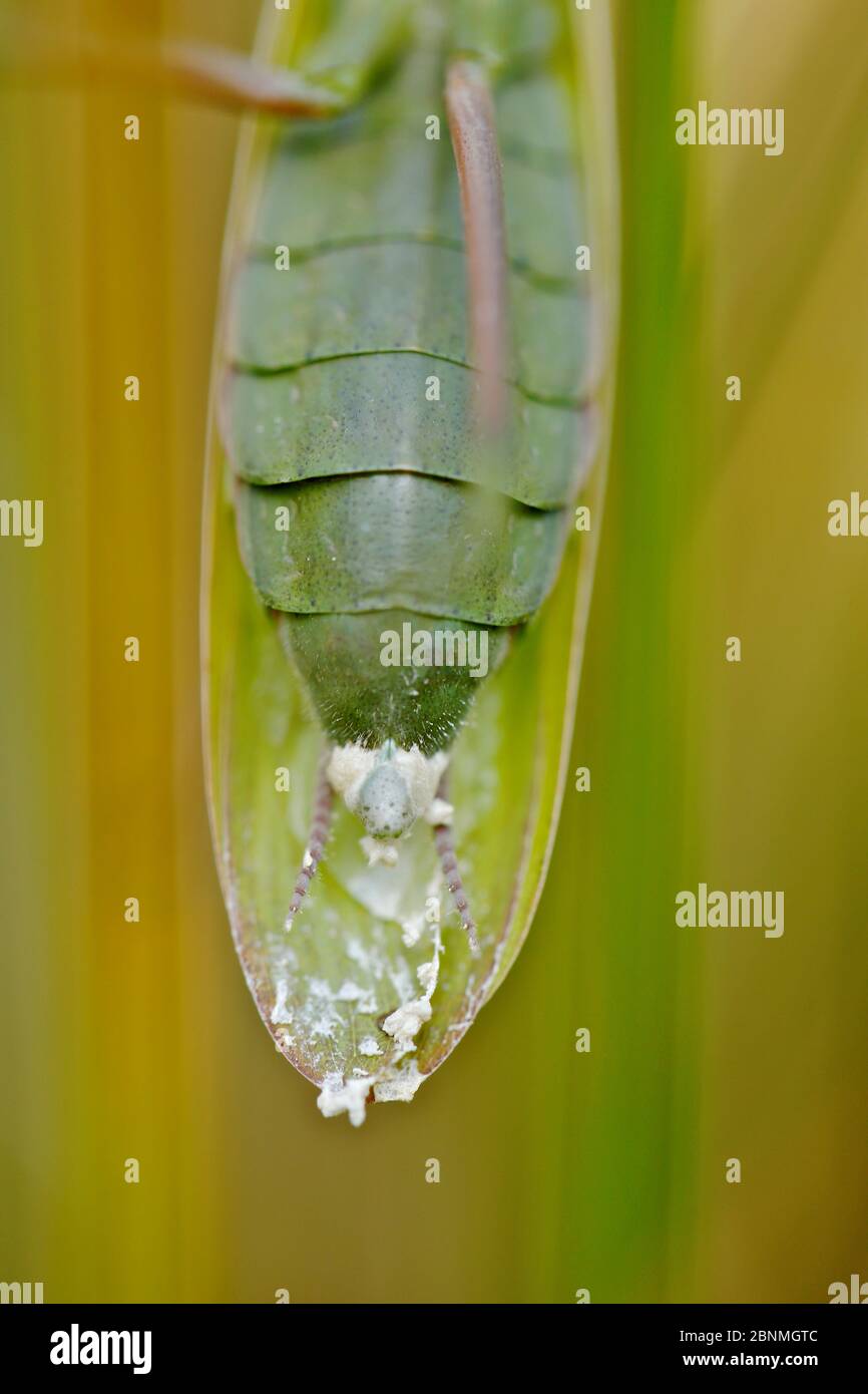 Praying Mantis Laying Eggs
