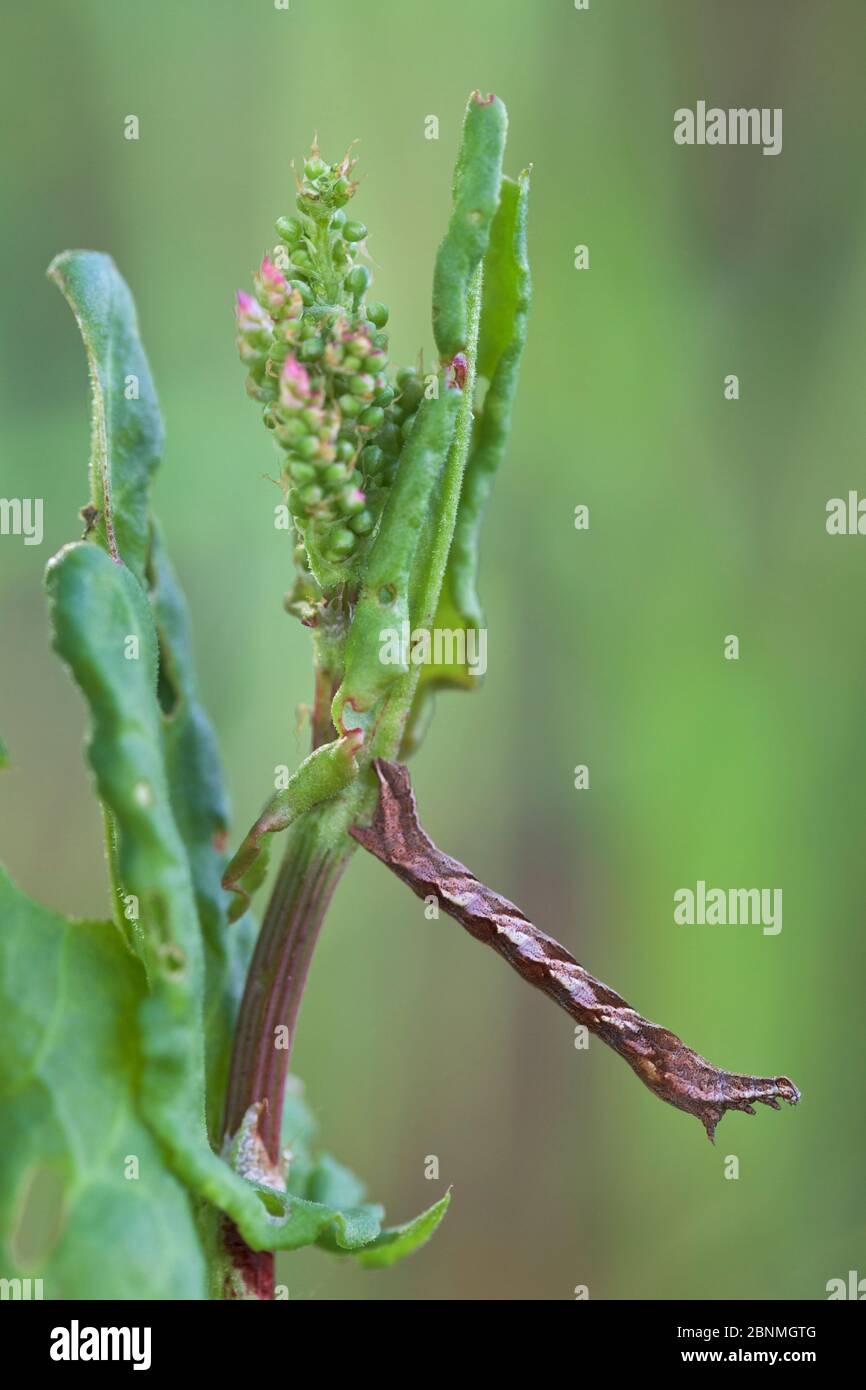 Caterpillar Blood-vein moth (Timandra griseata), Isere, France, April ...