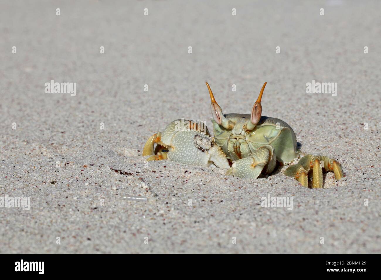 Crab (Ocypode sp.) on beach, Western coastline, Madagascar Stock Photo ...