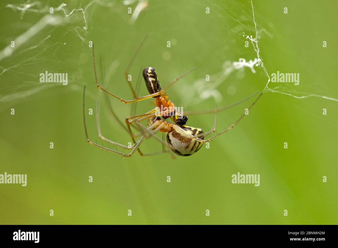 Money spiders hi-res stock photography and images - Alamy