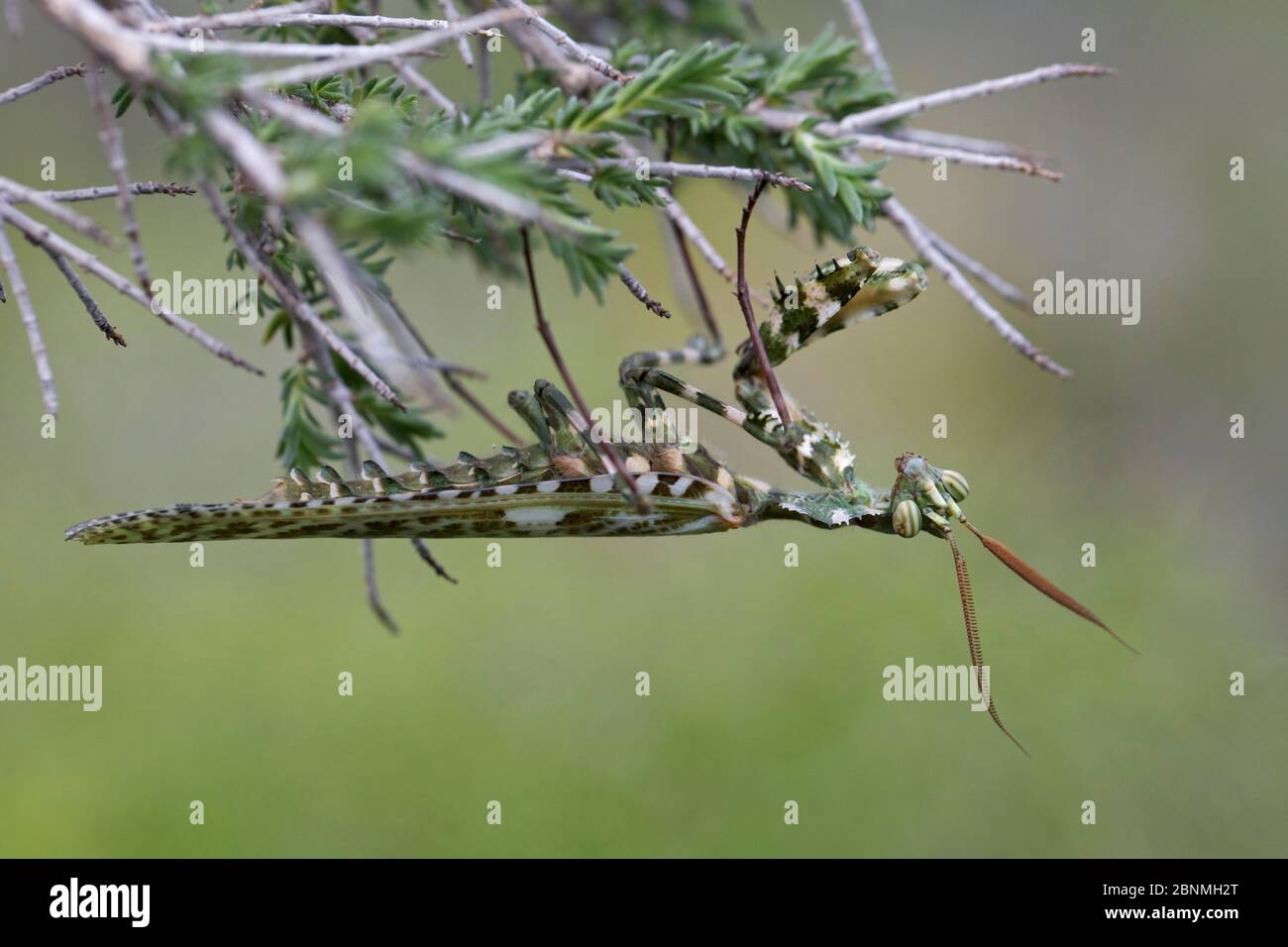 Blepharopsis mendica hi-res stock photography and images - Alamy
