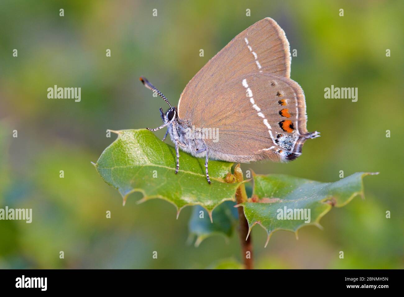 Blue spot hairstreak hi-res stock photography and images - Alamy