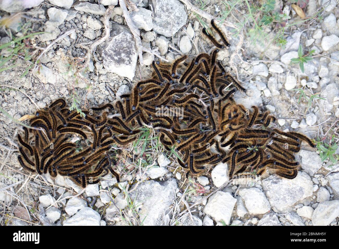 Group of Caterpillars, Ardeche, France, April Stock Photo - Alamy