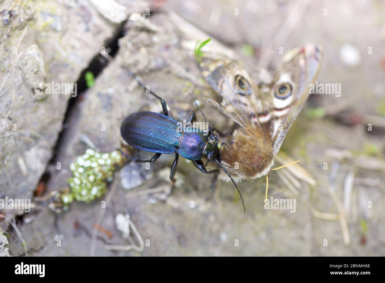 Beetle eating giant peacock moth (Saturnia pyri) female, Isere, France ...