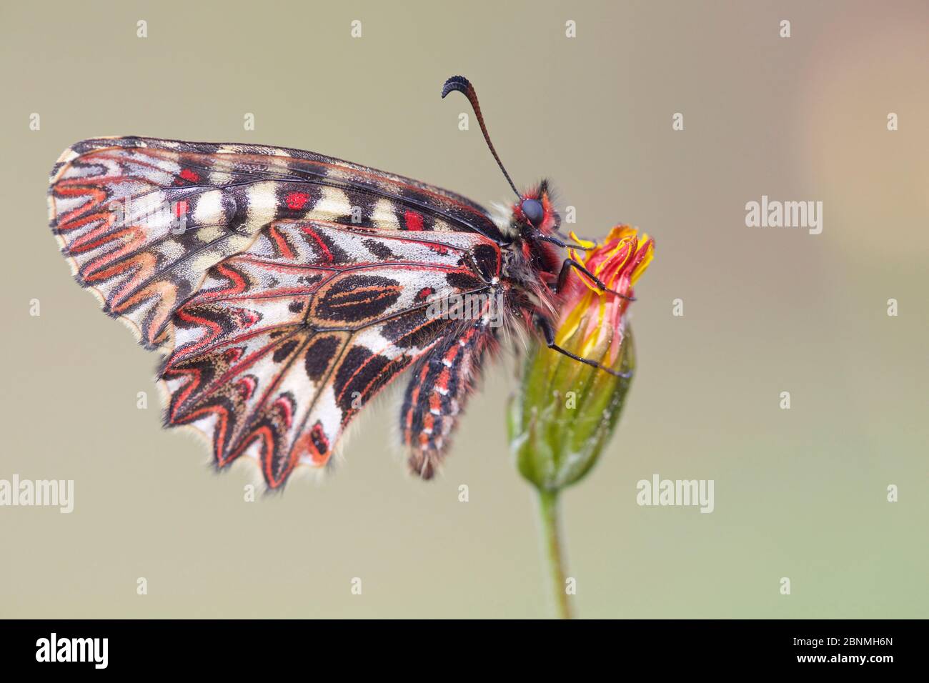 Festoon butterfly hi-res stock photography and images - Alamy