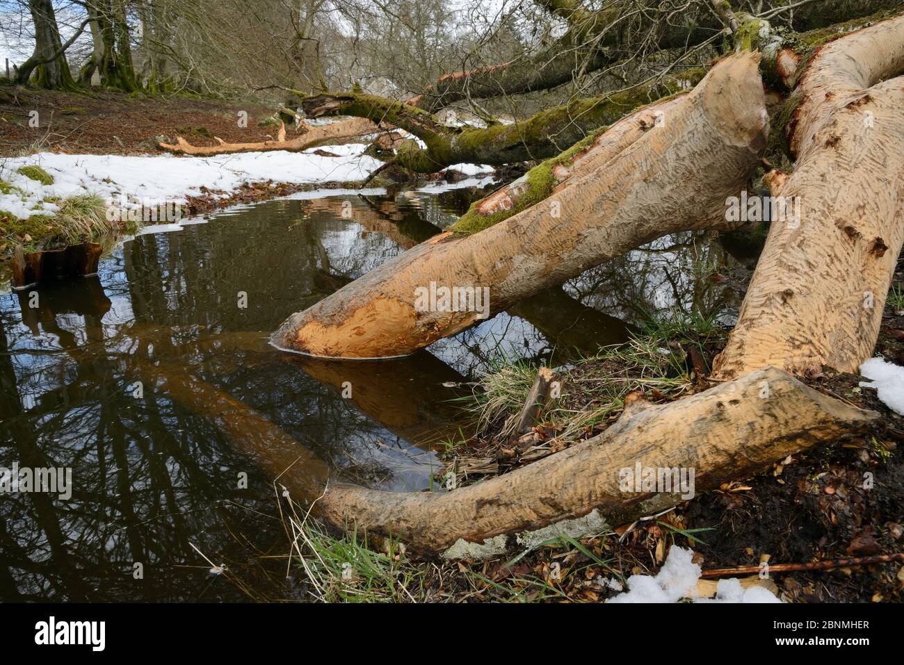 Downy birch tree (Betula pubescens) felled and stripped of its bark by ...