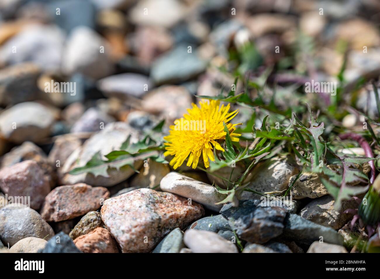 Single dandelion weed growing in decorative rock path Stock Photo - Alamy