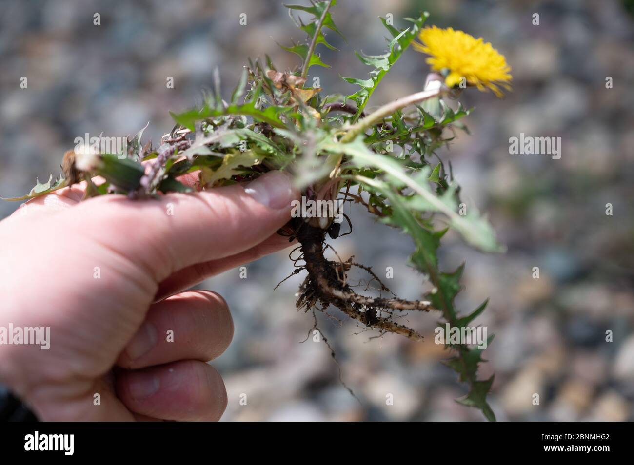 Caucasian had holding pulled dandelion with tap root attached Stock ...