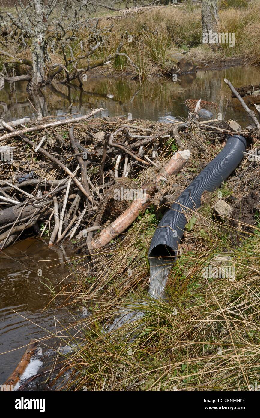 "Beaver defeater" drainage pipe installed to reduce effectiveness of a ...