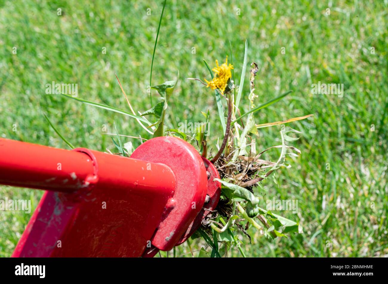Mechanical device for removing dandelion weeds by pulling the tap root ...