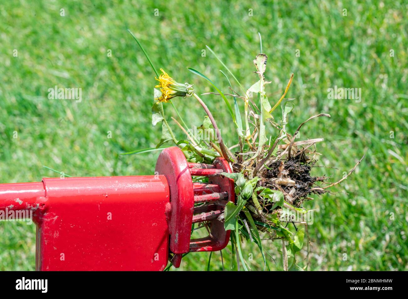 Mechanical device for removing dandelion weeds by pulling the tap root ...
