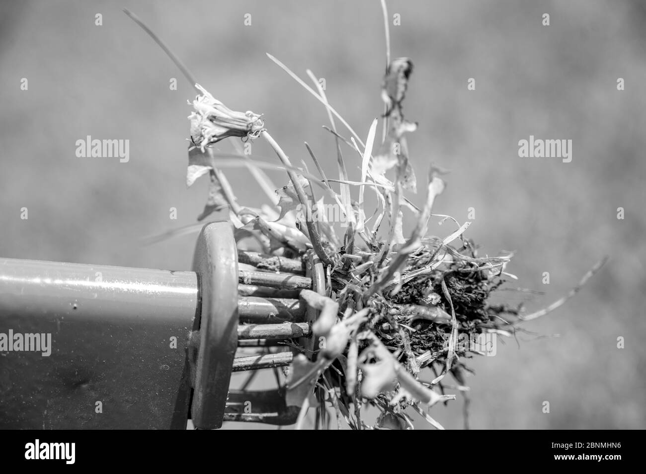 Mechanical device for removing dandelion weeds by pulling the tap root ...