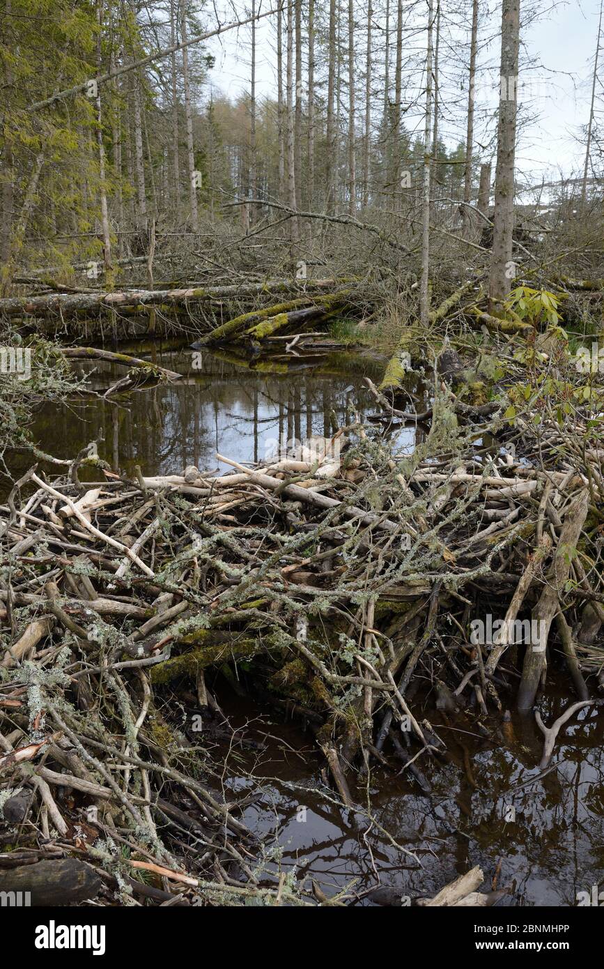 Woodland stream dammed with tree branches cut and stripped of bark by ...